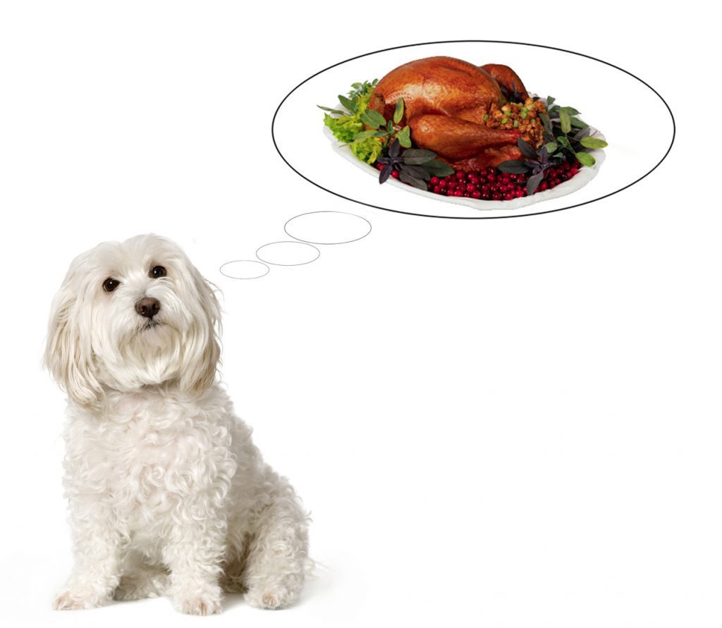 Blog - Celebrating Thanksgiving with Your Pets! from Richell USA, Inc.