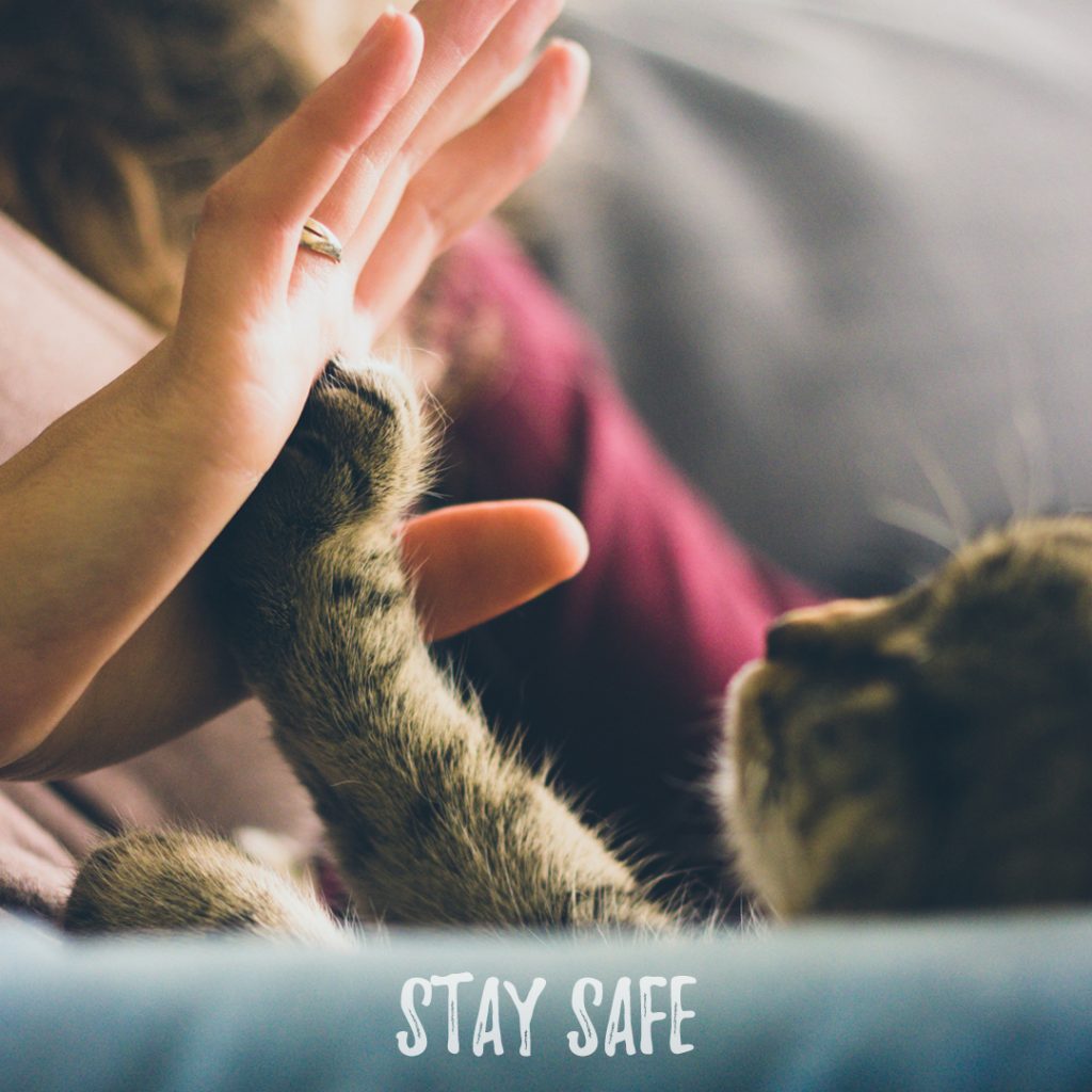 Top 15 Reasons to Adopt a Cat from a Shelter - Richell USA Inc.