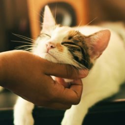 Cat Blog 300x300 - Richell USA Inc.