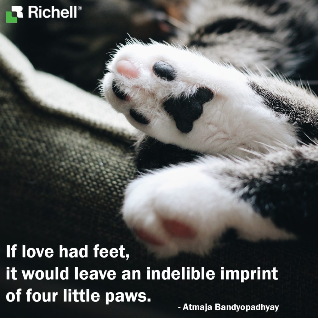 Cutting a Cat’s Claws – The How and Why | Richell USA Inc. | Blog