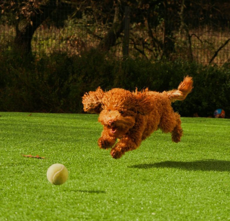 15 Ways Dogs Impact Our Lives More Than We Realize - Richell USA Inc.